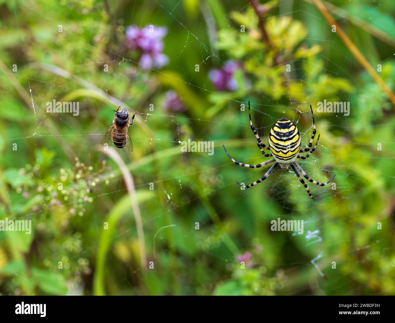 Bee on a Wasp Spider Web Stock Photo - Alamy