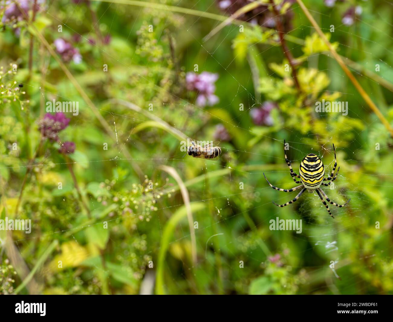 Bee on a Wasp Spider Web Stock Photo - Alamy