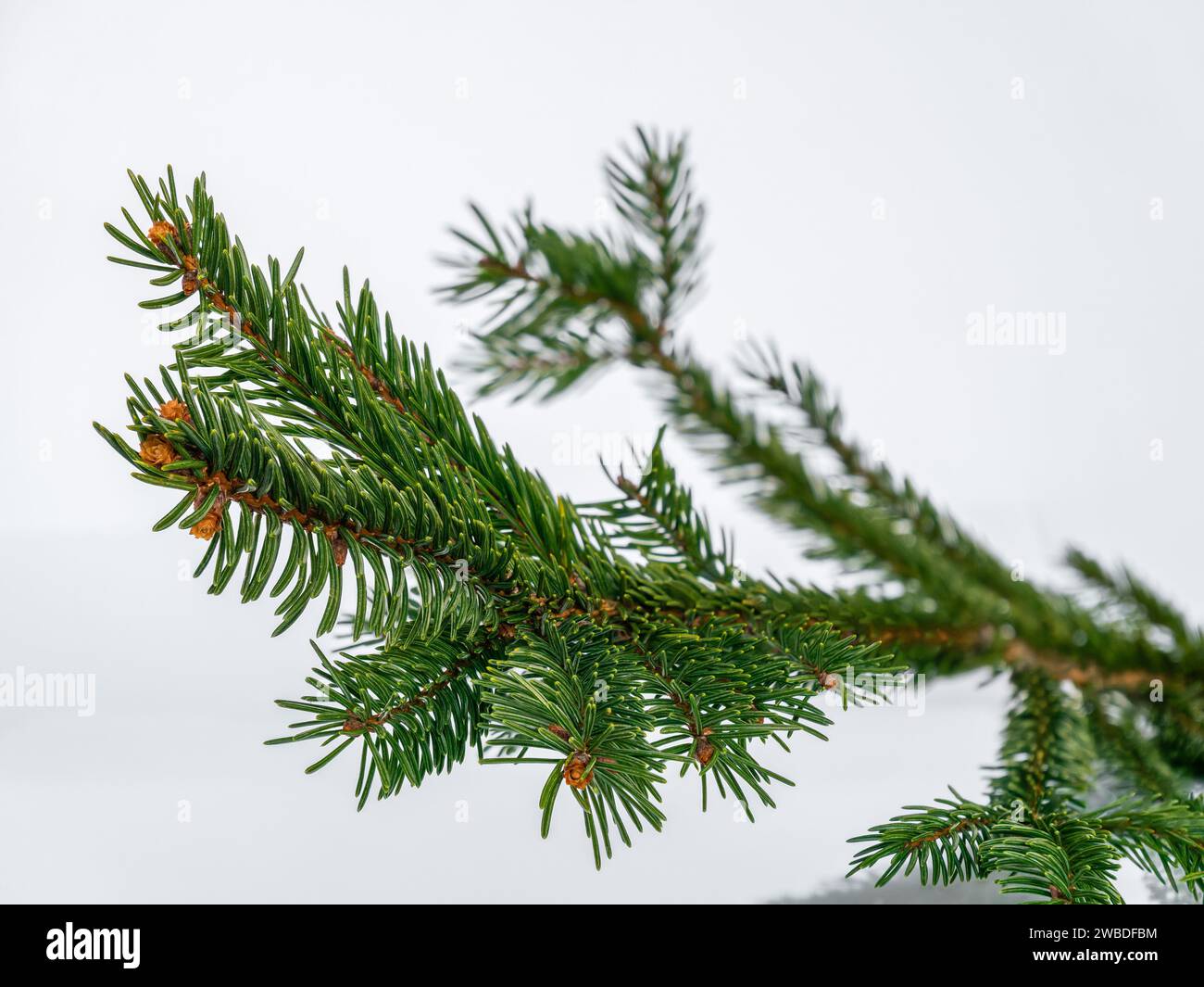 Christmas spruce tree branch isolated on white background Stock Photo - Alamy