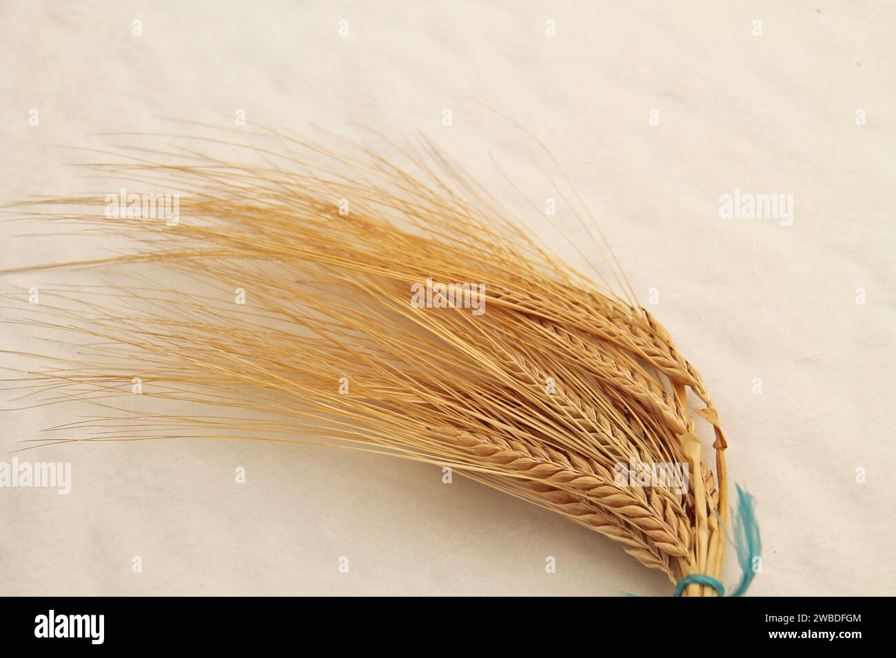 The Freshly Cut Heads from a Barley Cereal Crop Stock Photo - Alamy