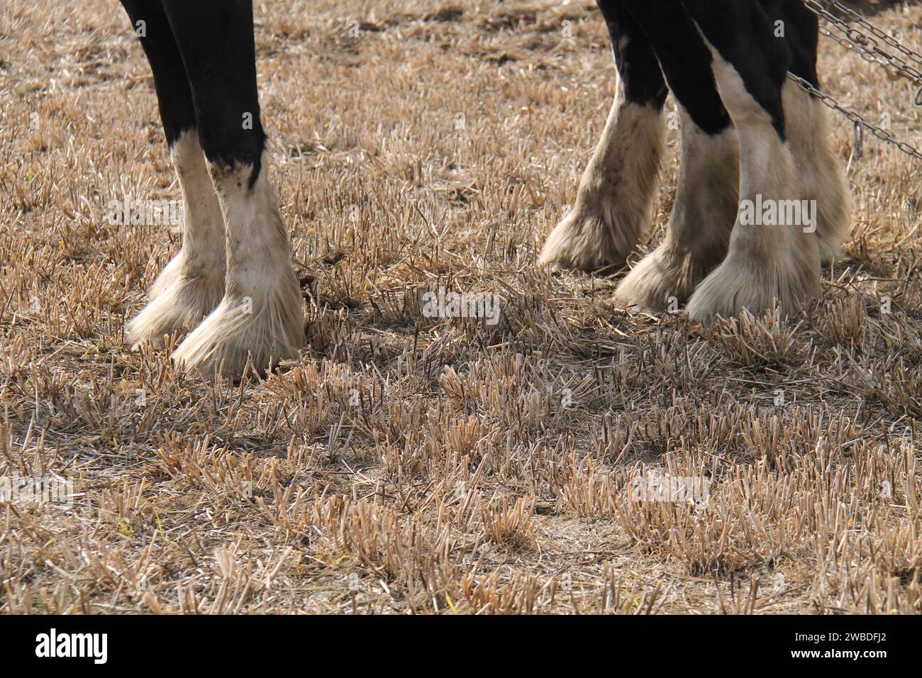 The Feet of Two Large Farm Working Shire Horses Stock Photo - Alamy