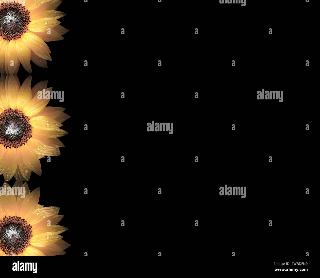 Sunflower in black background; spring concept Stock Photo - Alamy