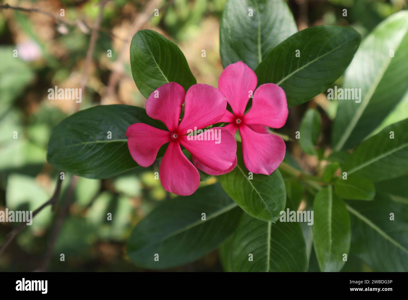 Overhead view of the two dark pink Cape periwinkle flowers ...