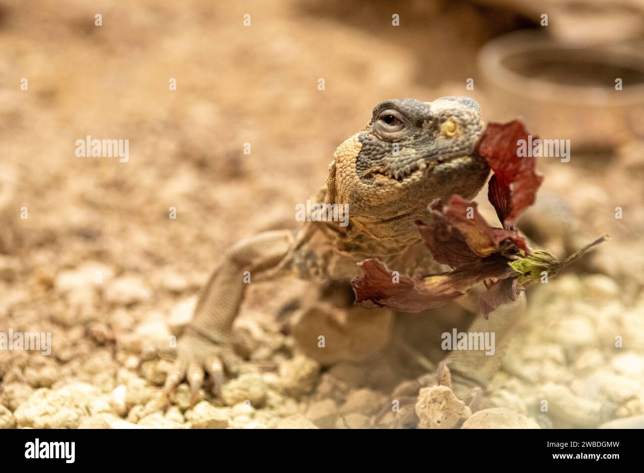 Poison poisonous lizard hi-res stock photography and images - Alamy