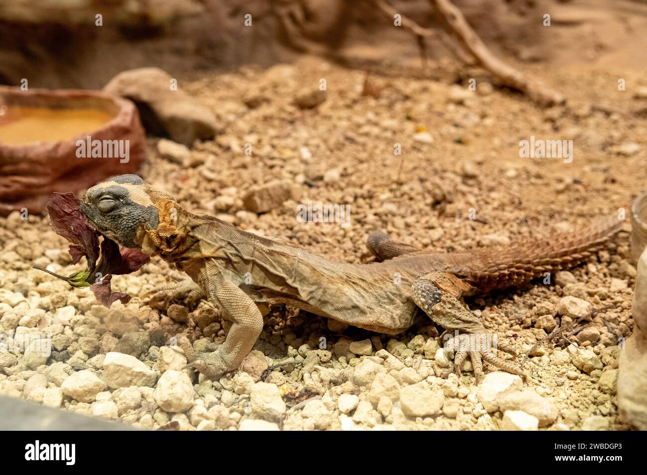 Poison poisonous lizard hi-res stock photography and images - Alamy