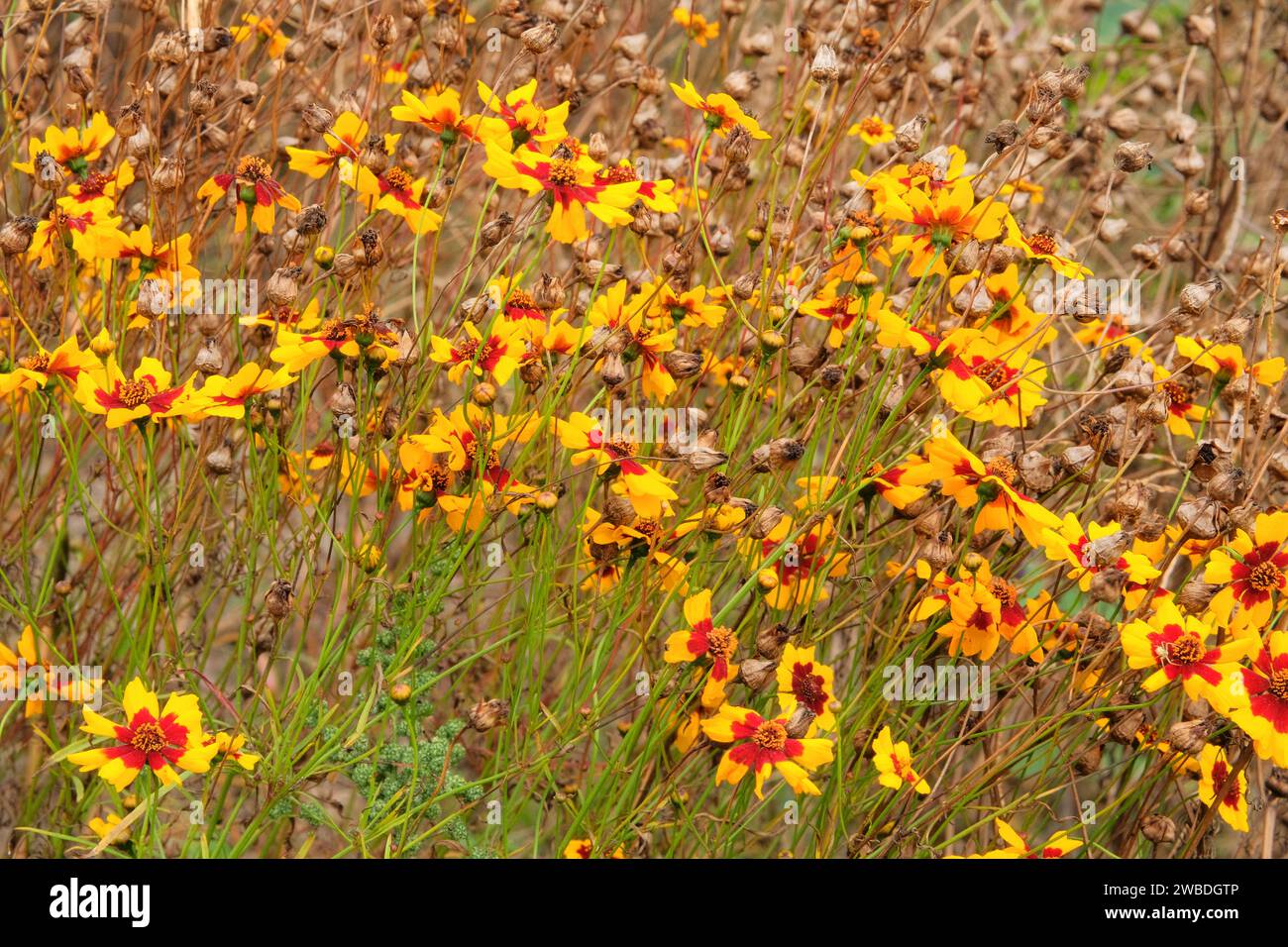 Calliopsis tinctoria. Cottage garden. Orange flowers in garden with ...