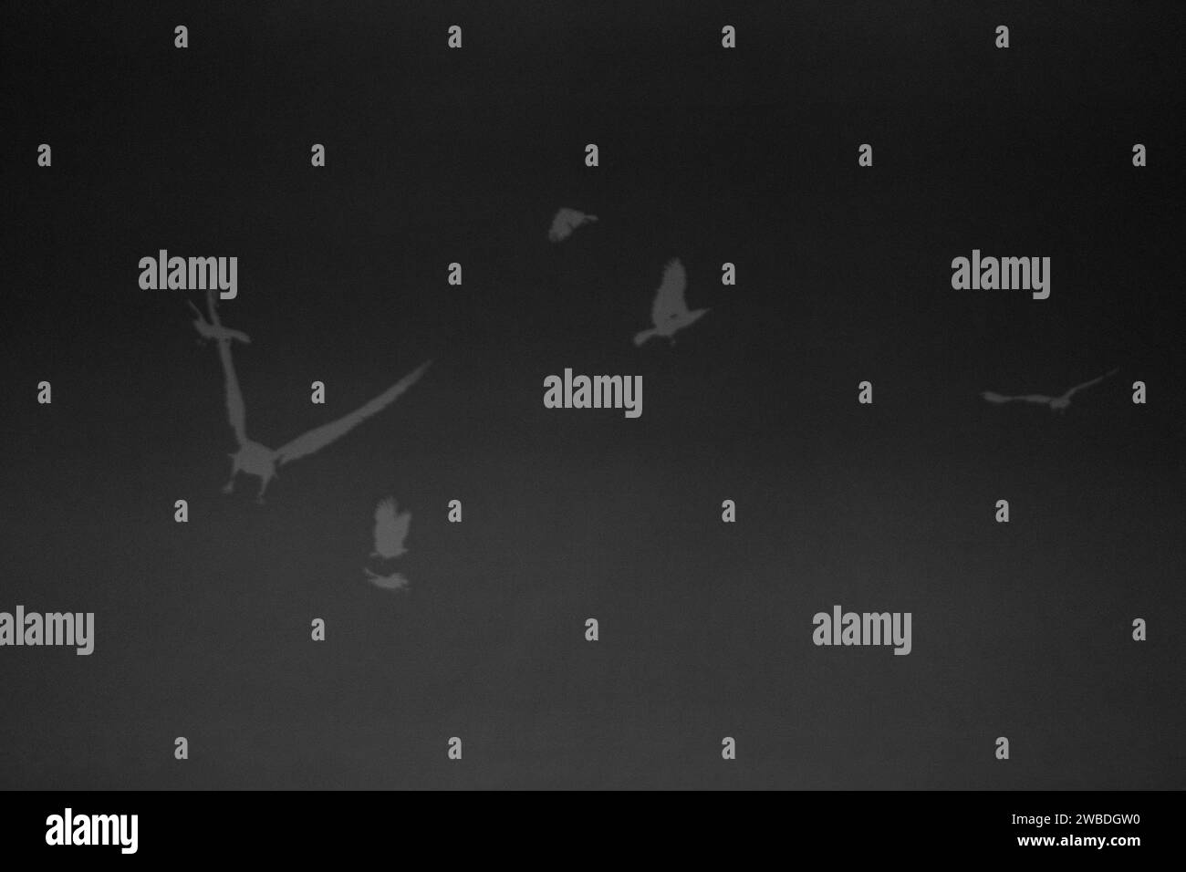 Birds at the sky Black and White Stock Photos & Images - Alamy