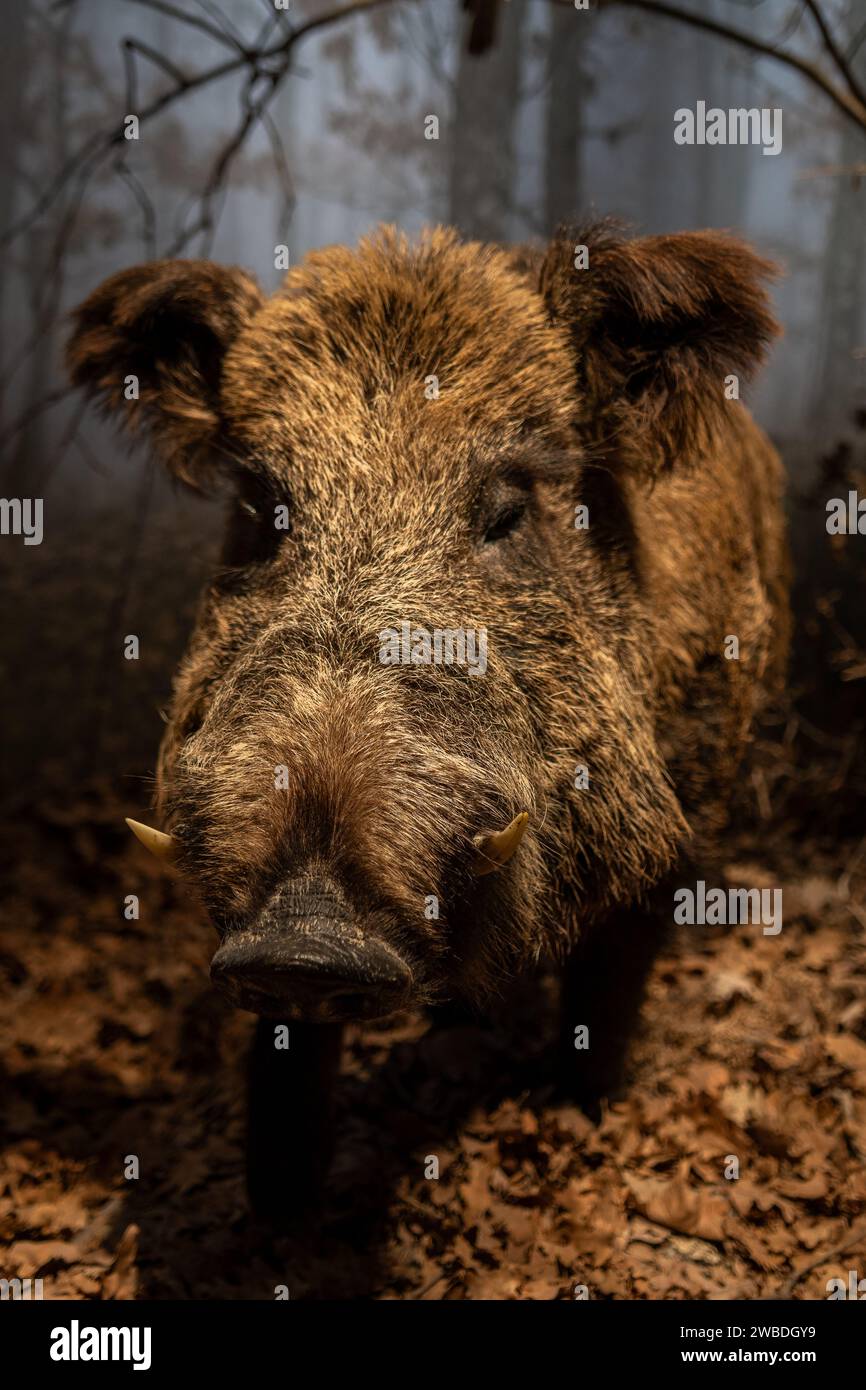 Wild boar jungle animal hi-res stock photography and images - Alamy