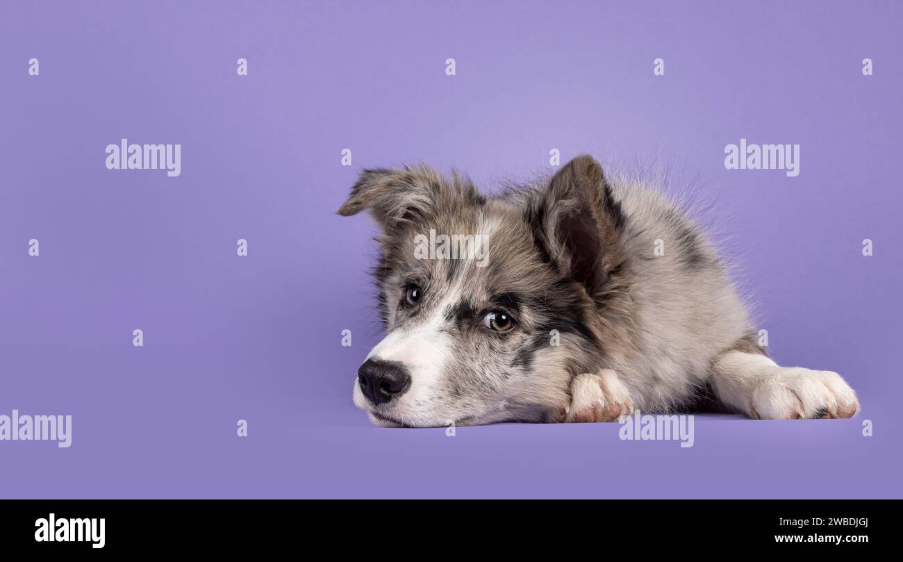 Adorable blue merle Border Collie dog puppy, laying down side ways with face down. Looking ...