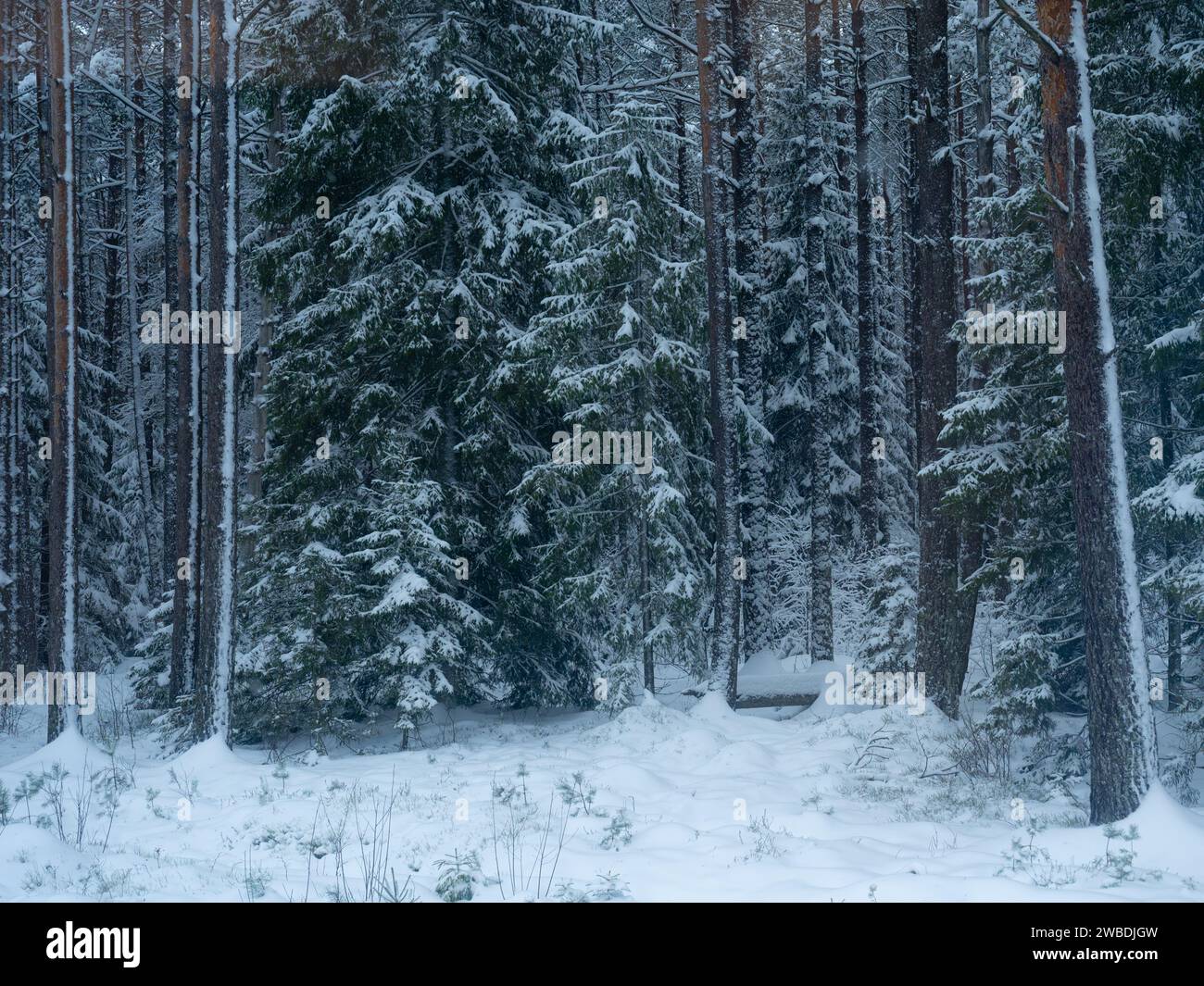 A dark, impenetrable forest of pine trees dusted with snow Stock Photo ...