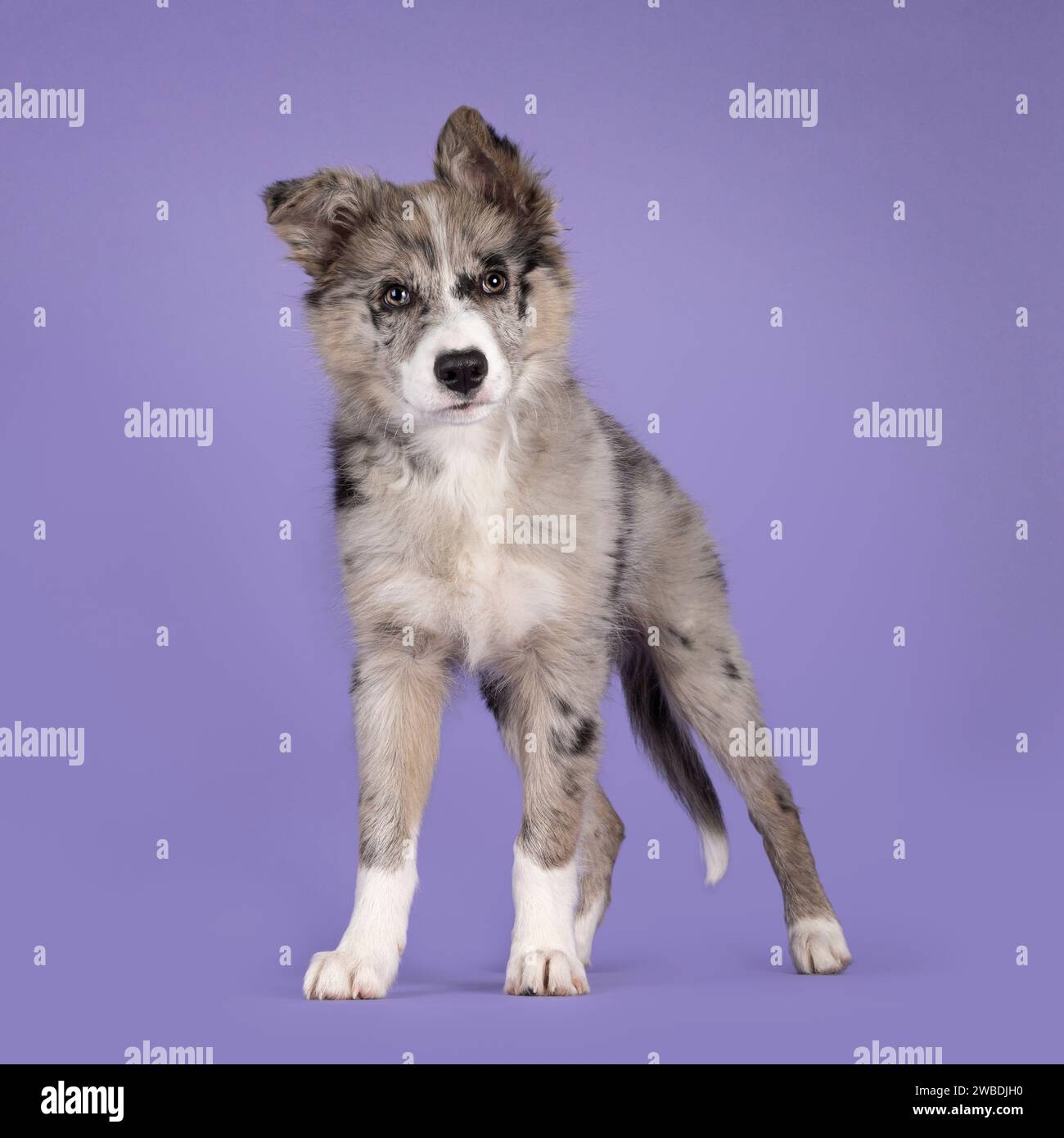 Adorable blue merle Border Collie dog puppy, standing facing front. Looking towards camera with ...