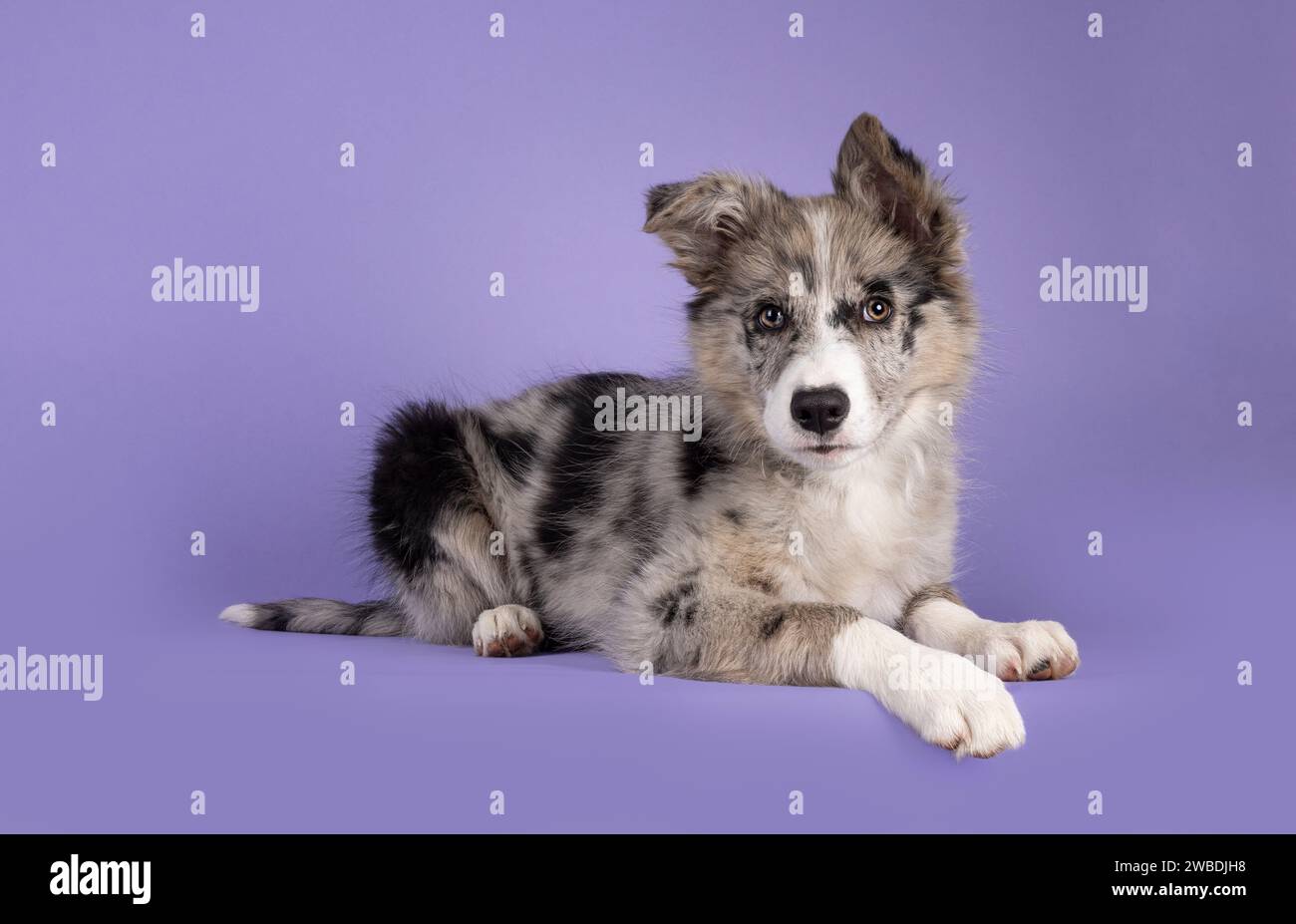 Adorable blue merle Border Collie dog puppy, laying down side ways. Looking towards camera with ...