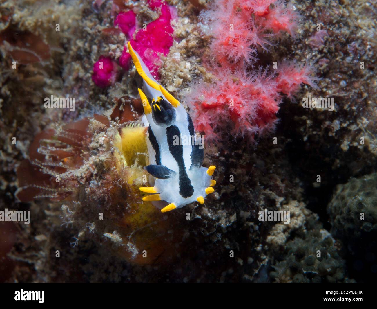 A Crowned nudibranch (Polycera capensis) underwater on the reef with ...