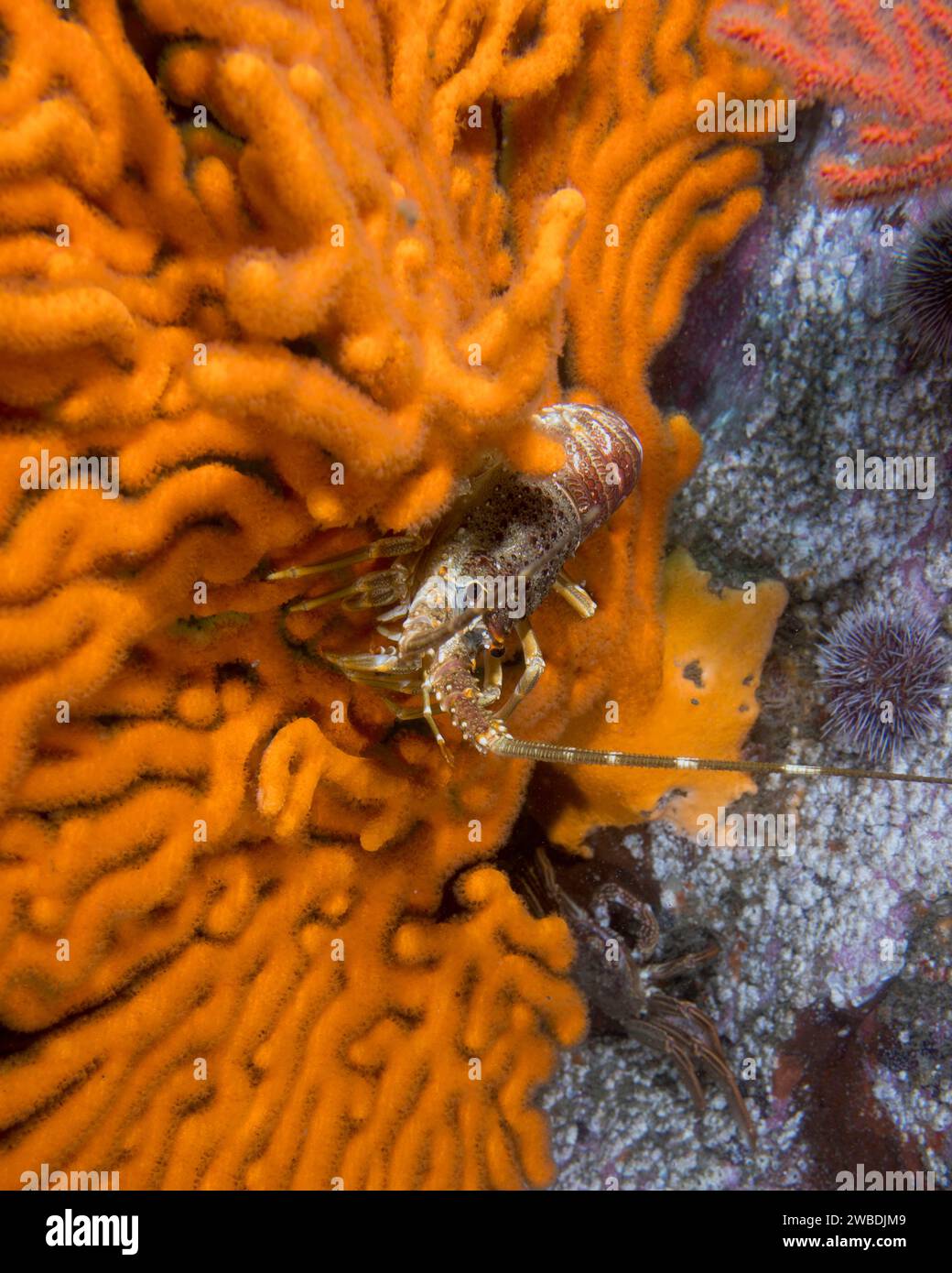 A small West Coast Rock Lobster or Crayfish sitting on a sea fan ...