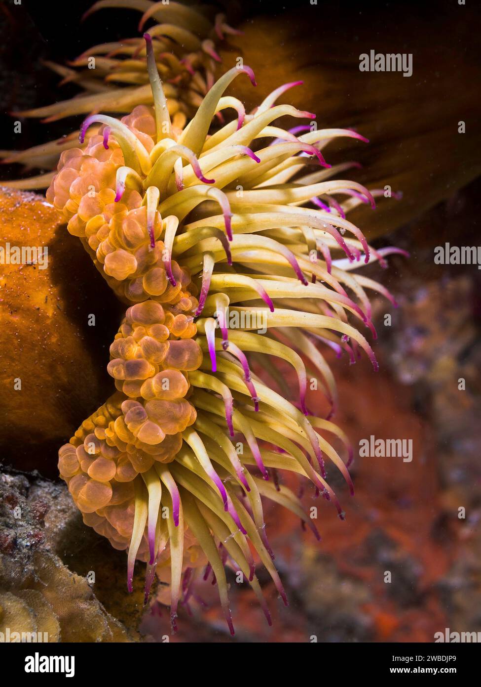 Side view of a False plum anemone underwater (Pseudactinia flagellifera ...