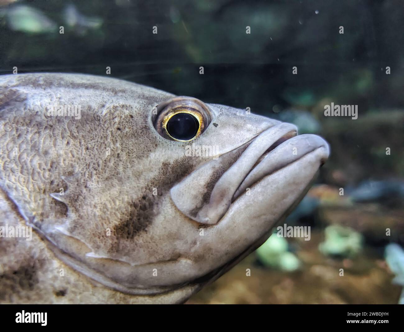 Cod fish swimming hi-res stock photography and images - Alamy