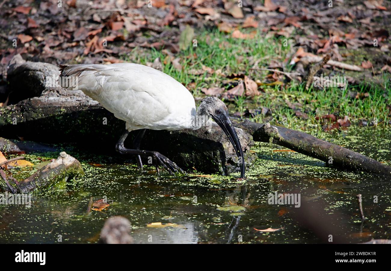 Juvenile black headed ibis hi-res stock photography and images - Alamy