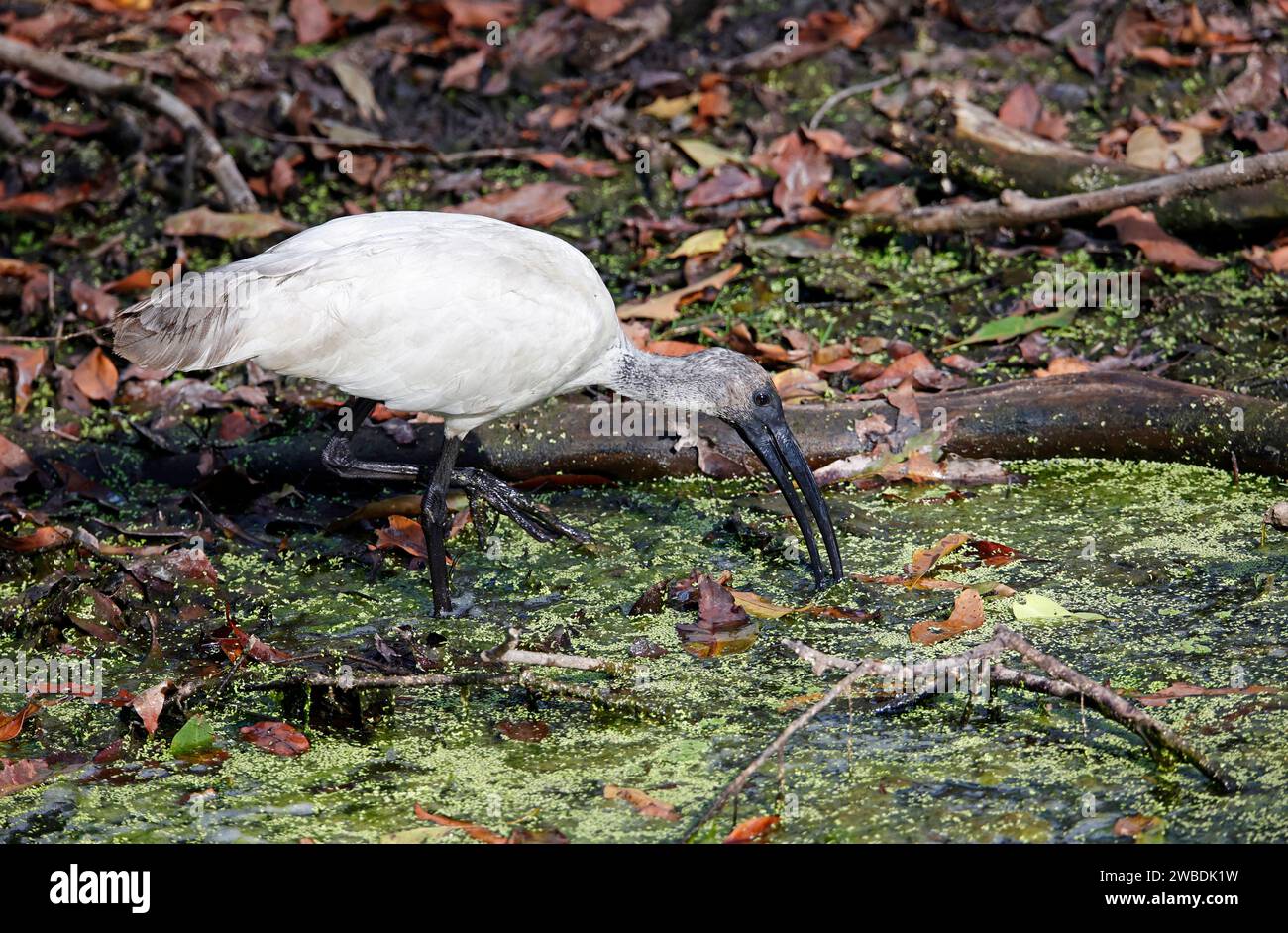 Male black headed ibis hi-res stock photography and images - Alamy
