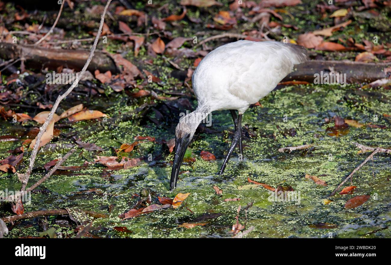 Male black headed ibis hi-res stock photography and images - Alamy