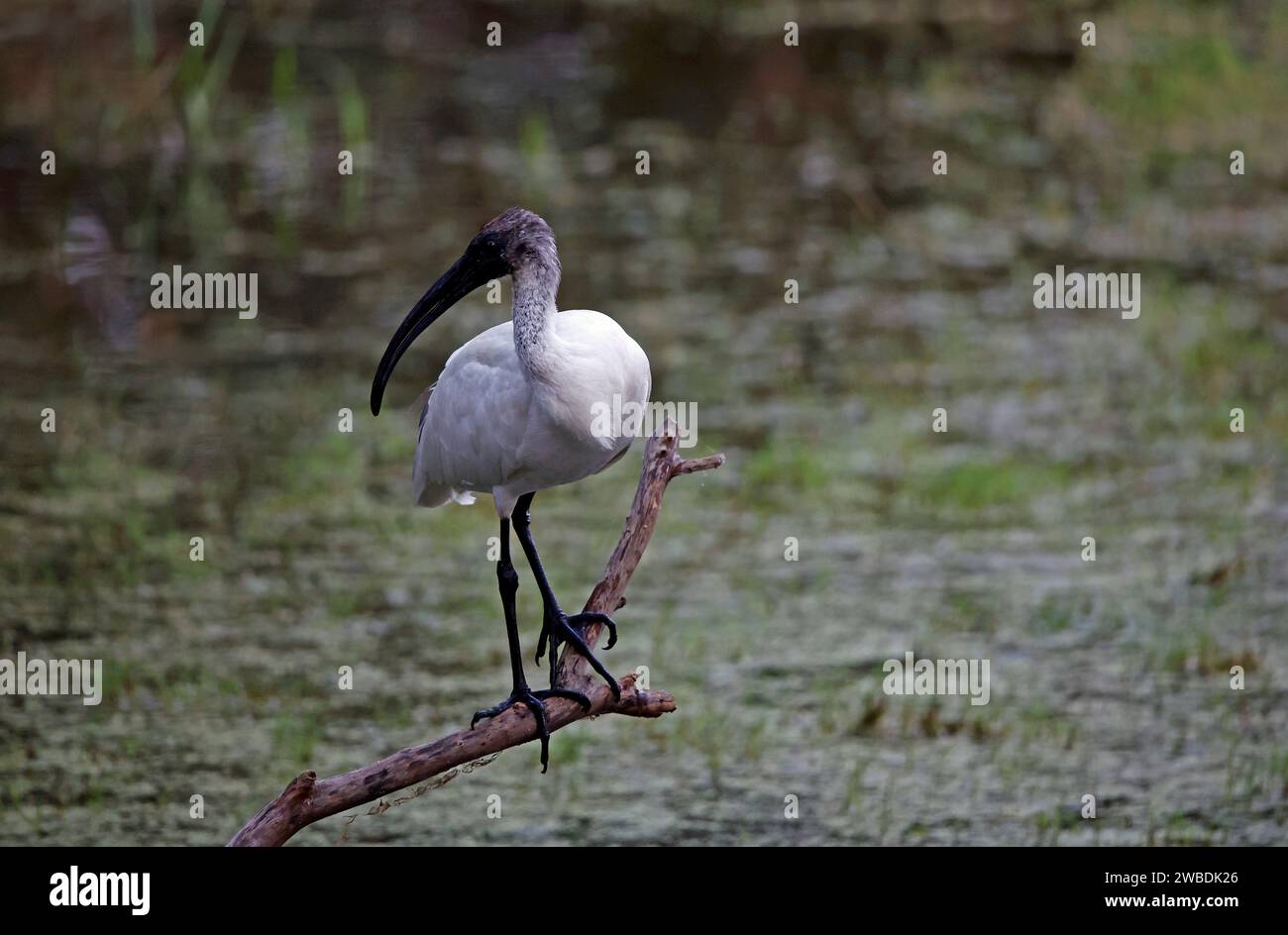 Male black headed ibis hi-res stock photography and images - Alamy