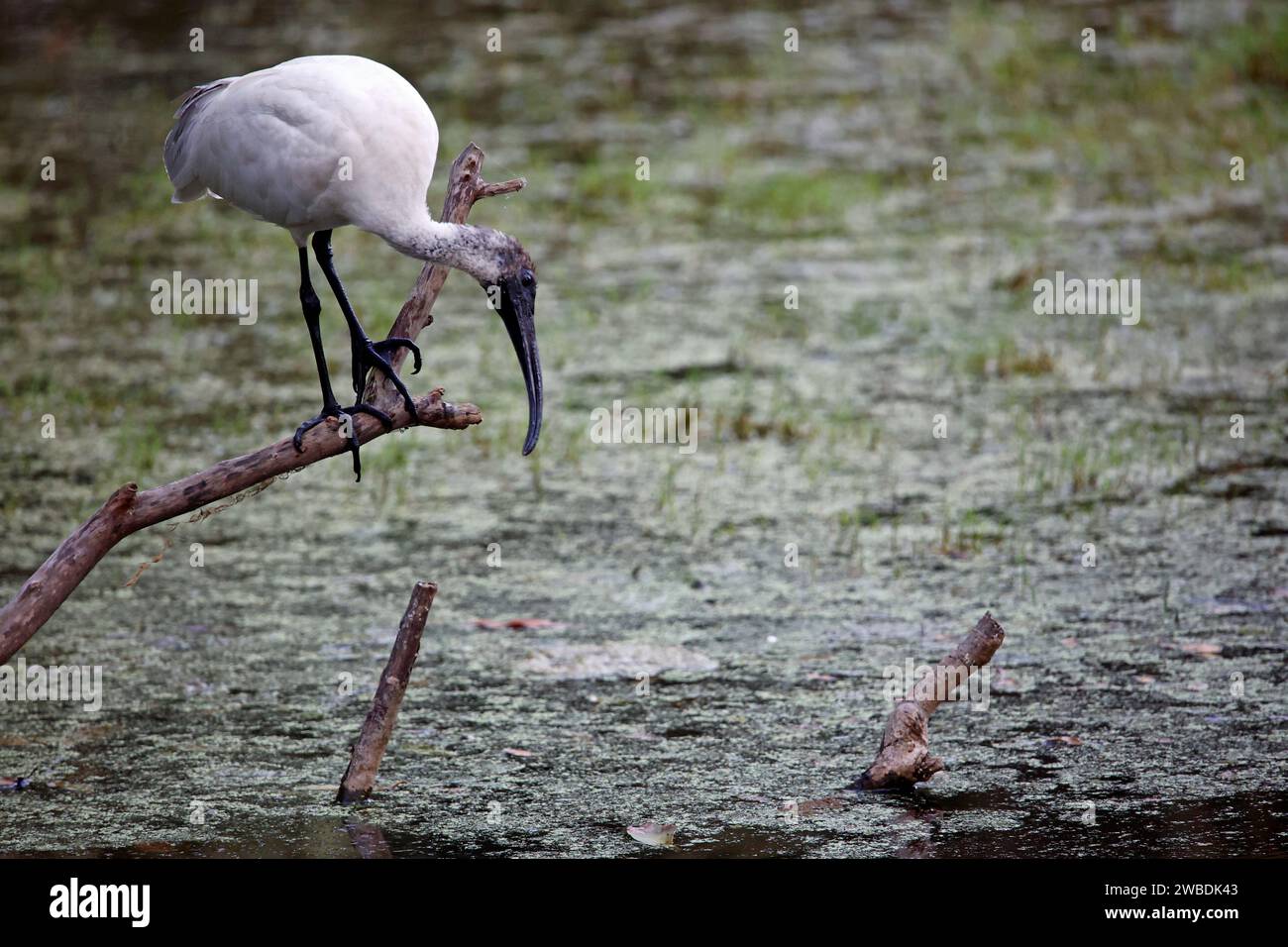 Male black headed ibis hi-res stock photography and images - Alamy