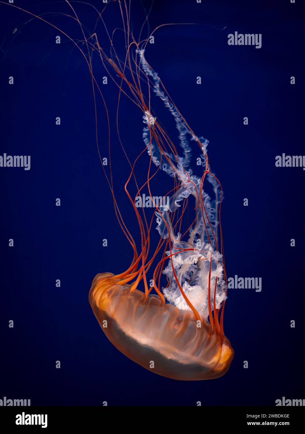 Japanese sea nettle Stock Photo - Alamy