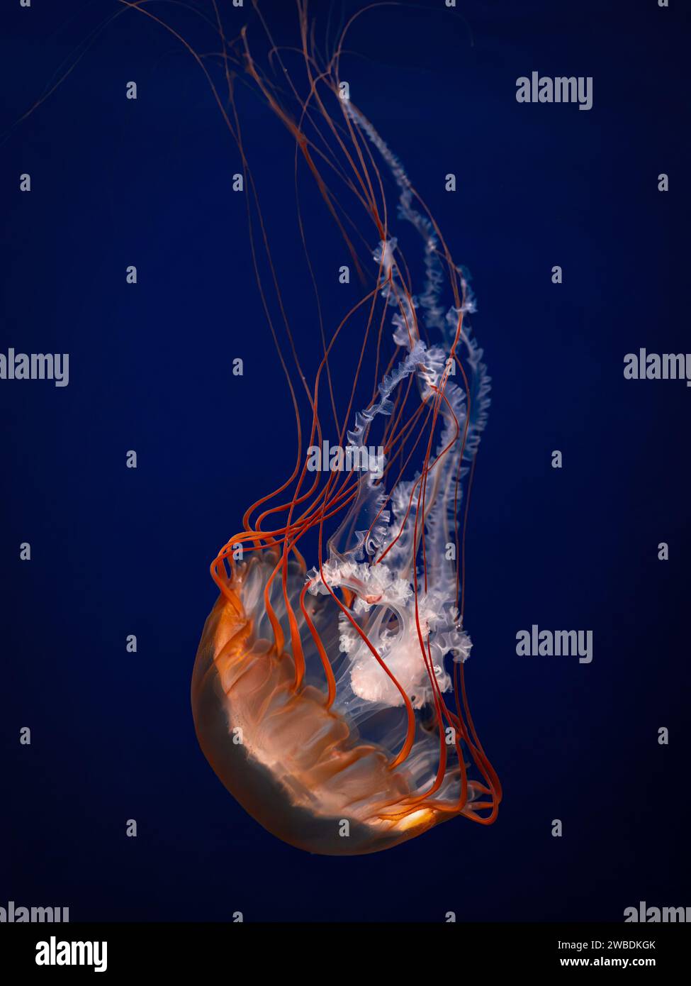 Japanese sea nettle Stock Photo - Alamy