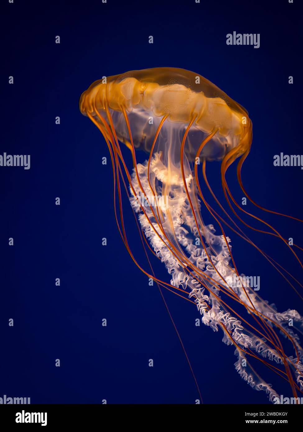 Japanese sea nettle hi-res stock photography and images - Alamy
