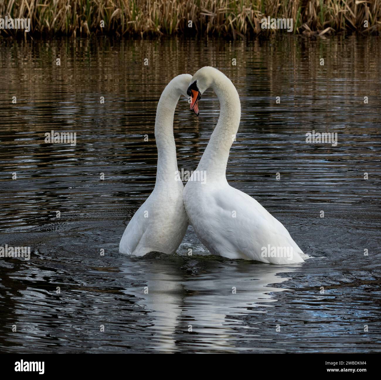 A pair of mute swans displaying courtship behaviour. The swans have ...