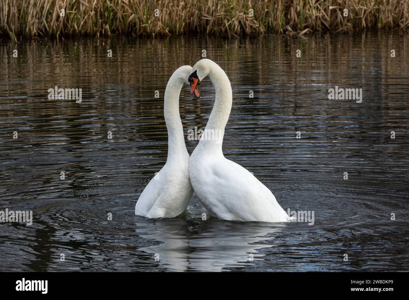 A pair of mute swans displaying courtship behaviour. The swans have ...