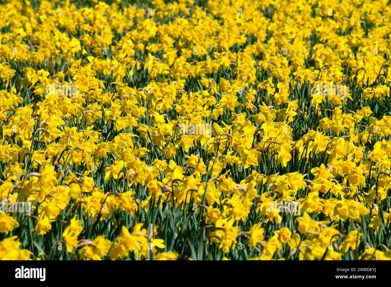 Gatten valley hi-res stock photography and images - Alamy