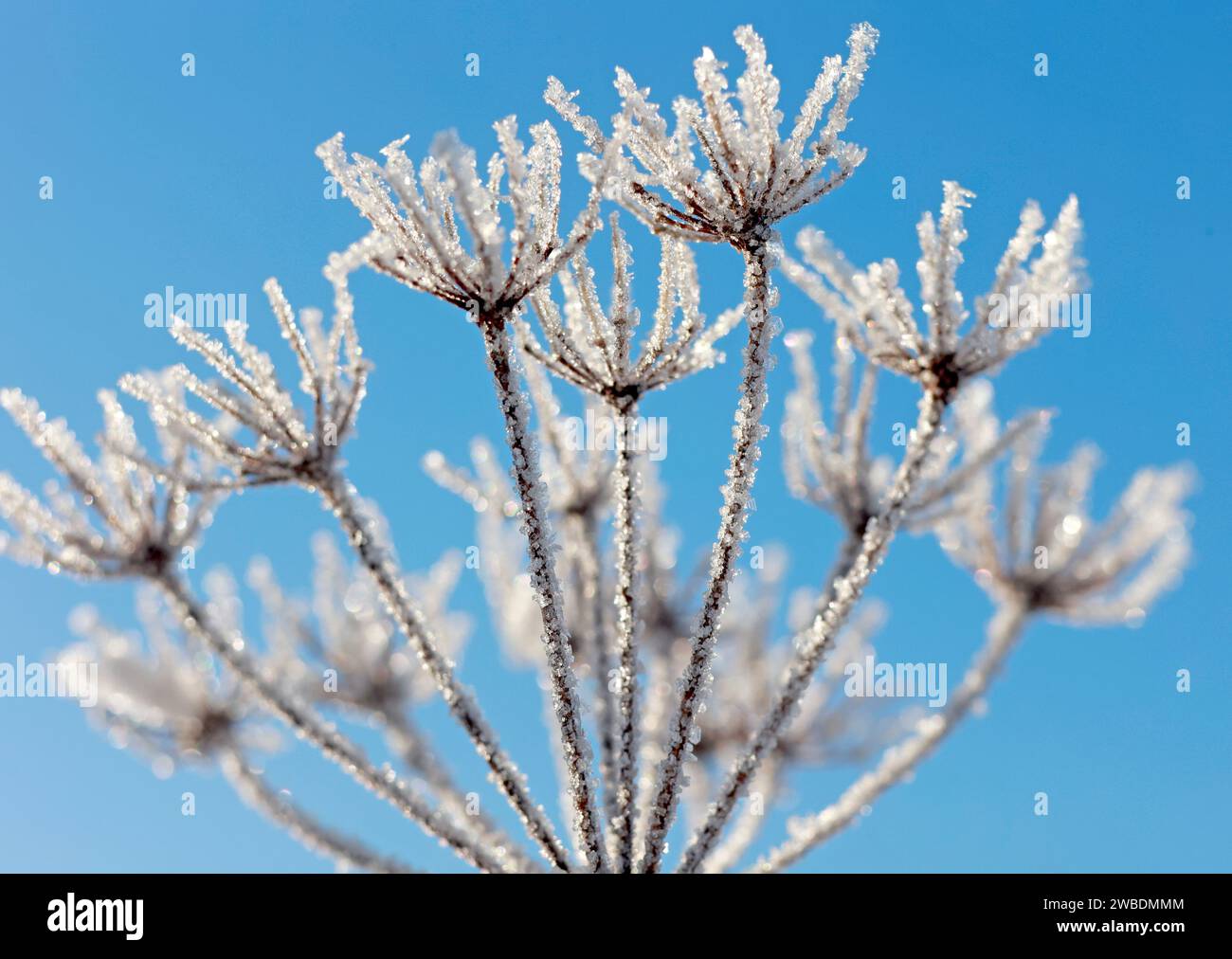 Harzgerode, Germany. 10th Jan, 2024. Ice crystals form on a wild ...