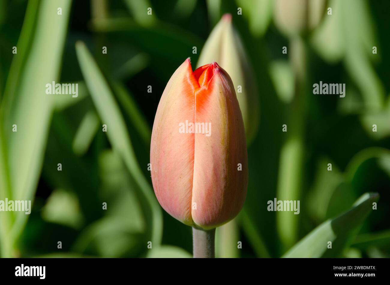 Primavera de amsterdam hi-res stock photography and images - Alamy