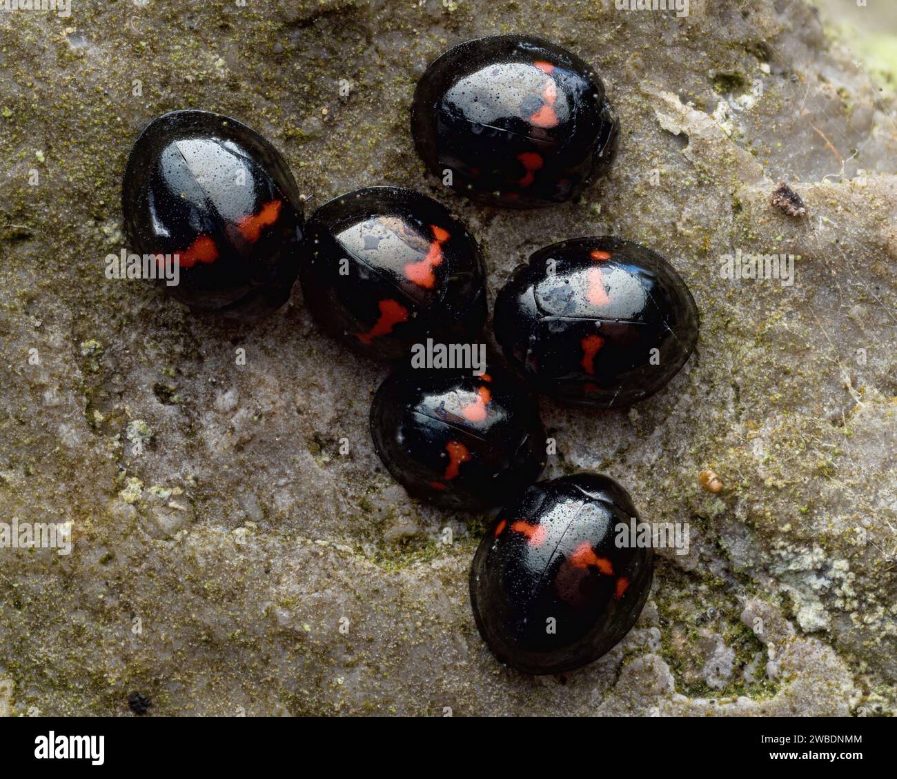 Group of Heather Ladybirds (Chilocorus bipustulatus) overwintering on ...
