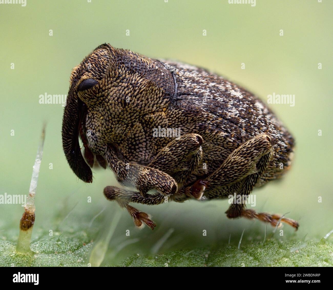 Weevils playing dead hi-res stock photography and images - Alamy