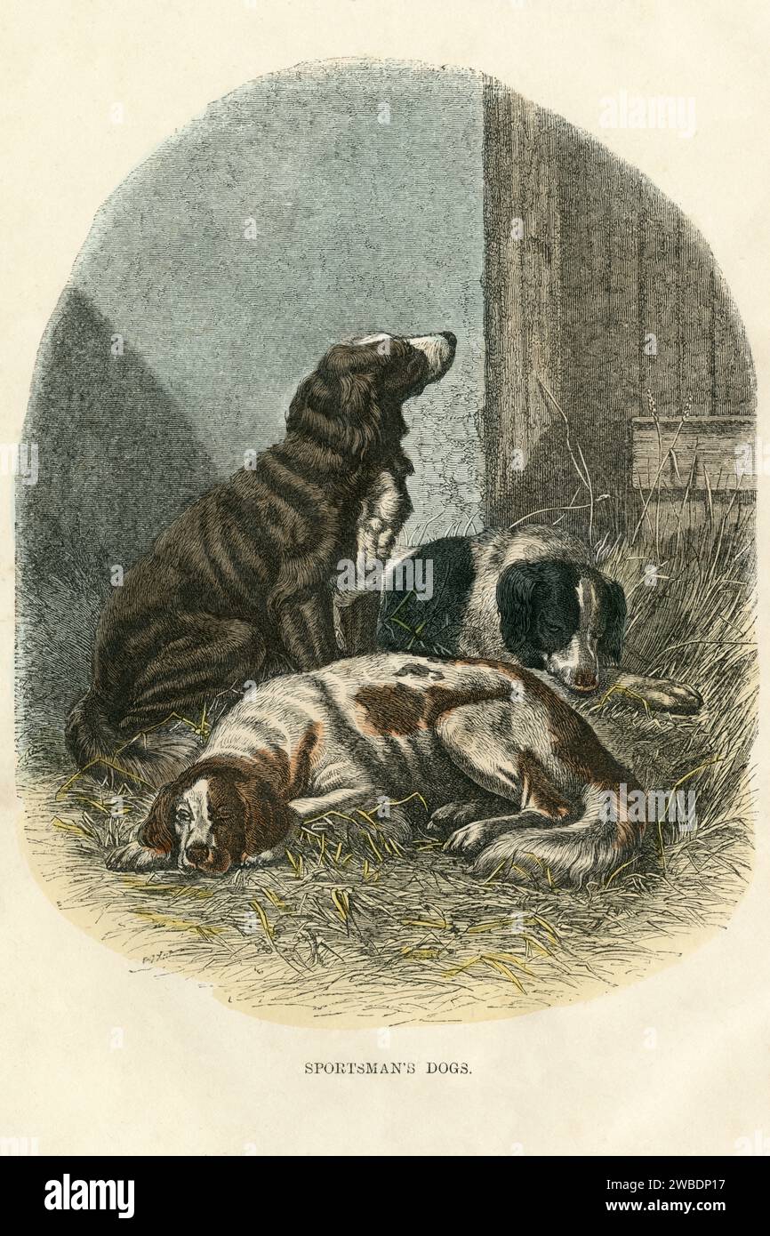 Sportsman’s Dogs. Coloured engraving from the 1866 edition of Cassell’s ...