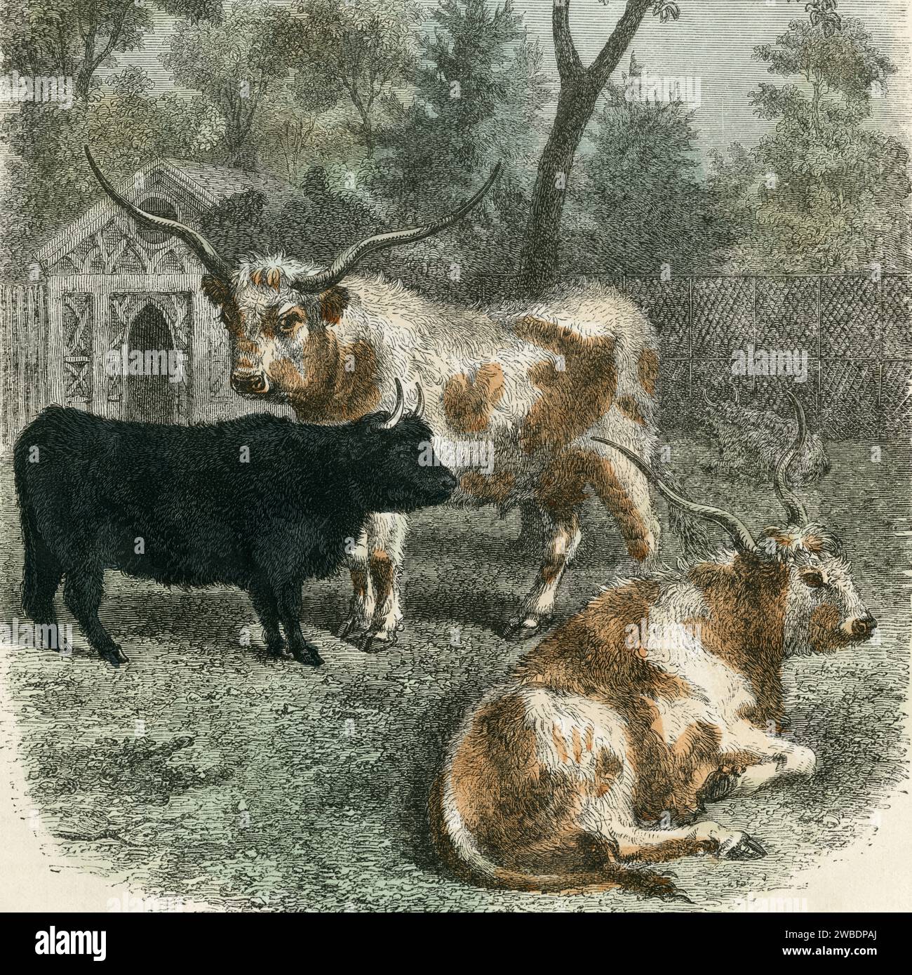 Hungarian and 'Scotch' (Scottish Highland') cattle. Square detail of ...