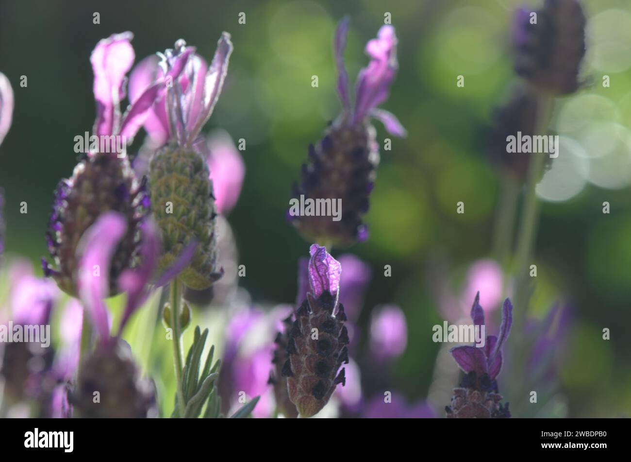 Beautiful lavender flowers hi-res stock photography and images - Alamy