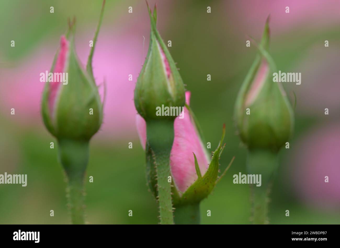 Budding pink roses flowers budding pink roses in all their splendor Stock Photo - Alamy