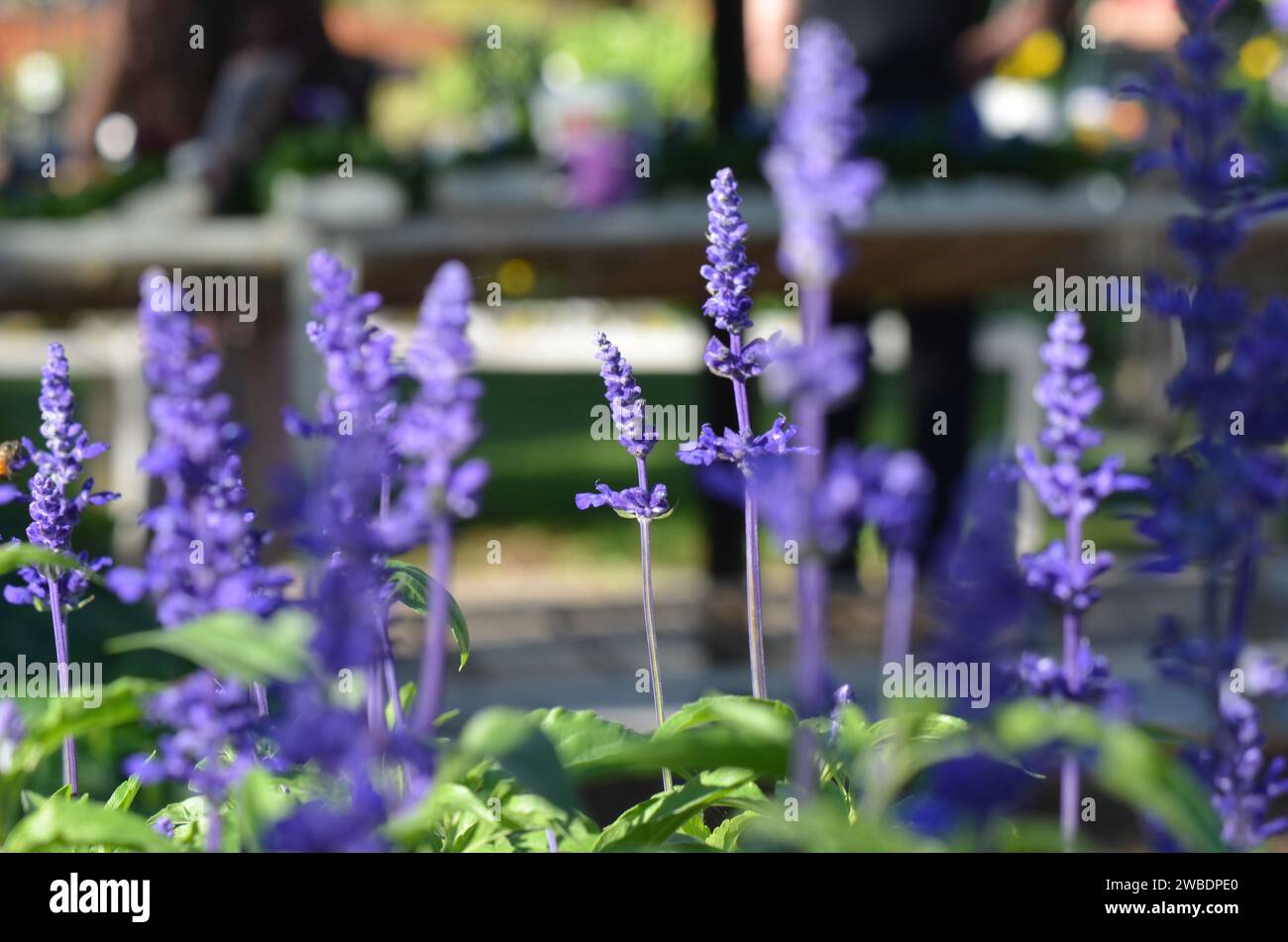 Most beautiful lavender flowering Stock Photo - Alamy