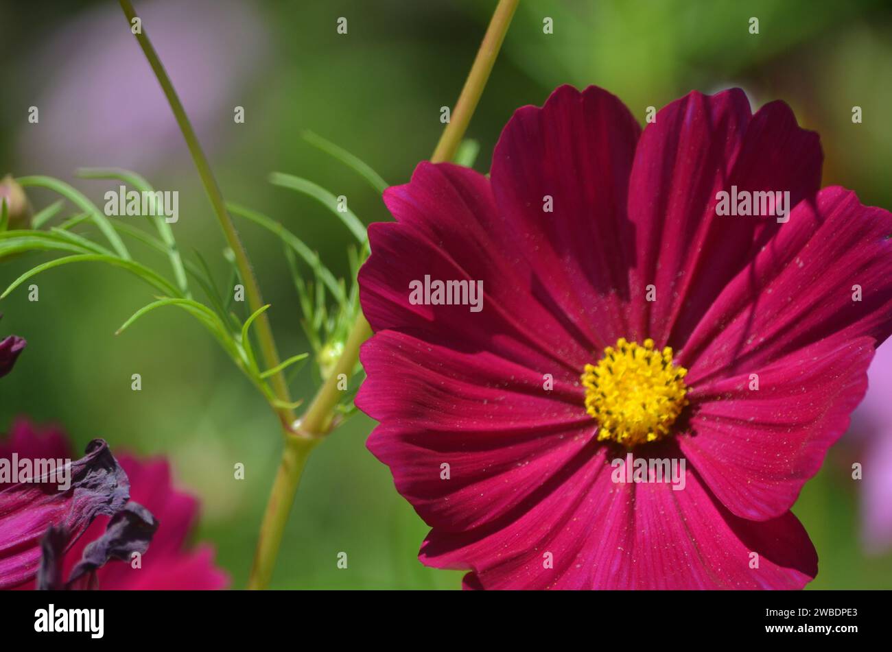 A dark pink cosmos flower showing of it 's beauty in the South African ...