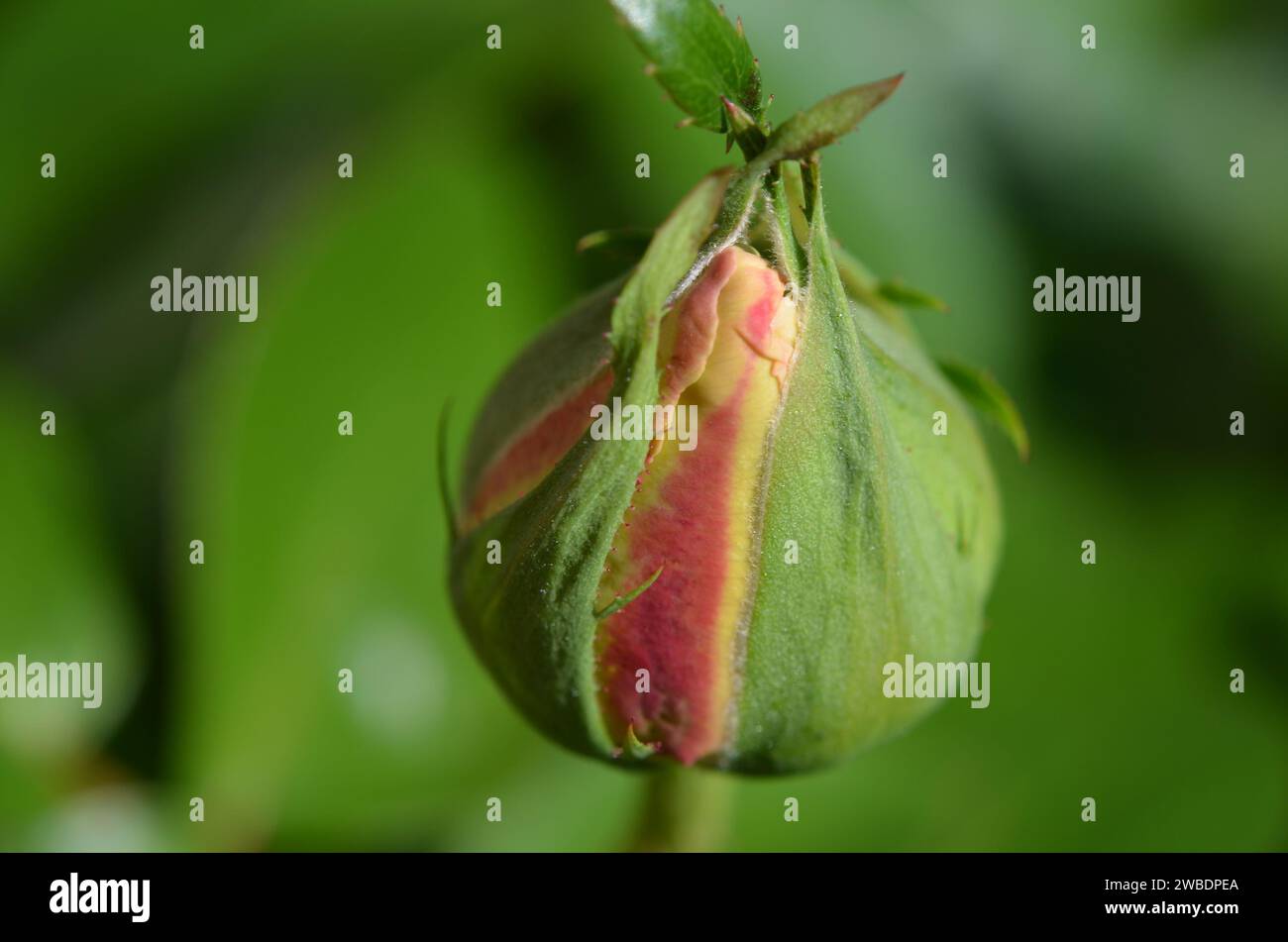 Burgundy budding hi-res stock photography and images - Alamy