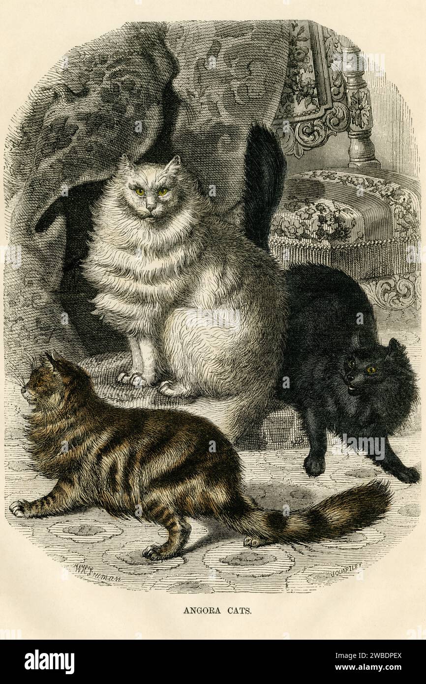 Angora cats. Coloured engraving from the 1866 edition of Cassell’s ...