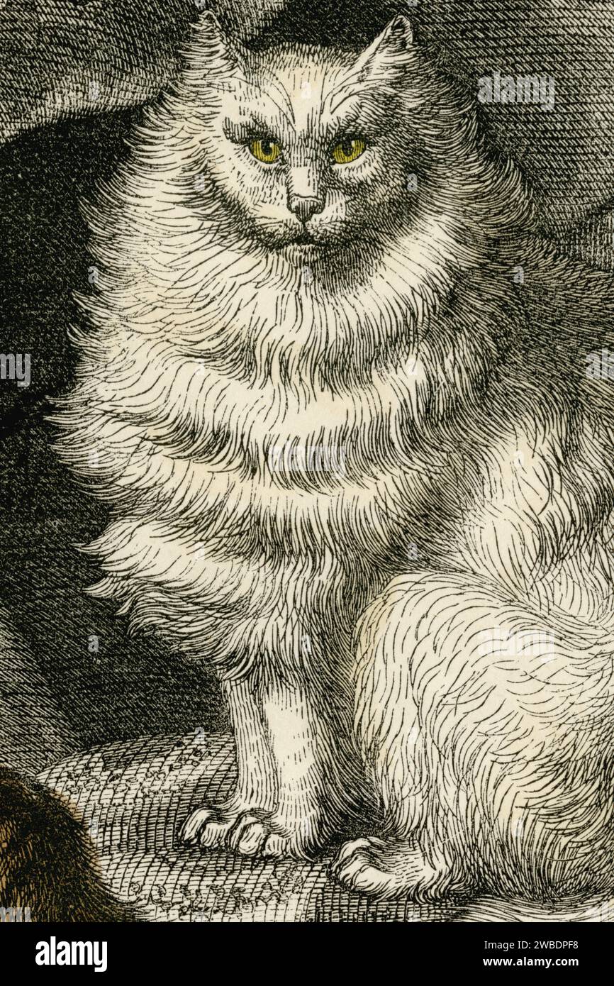 Turkish Angora or Ankora cat. Detail of coloured engraving from the ...