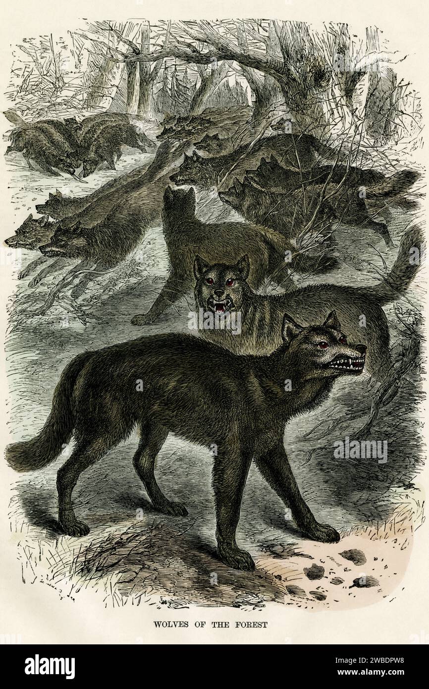 Wolves with teeth bared. Coloured engraving from the 1866 edition of ...