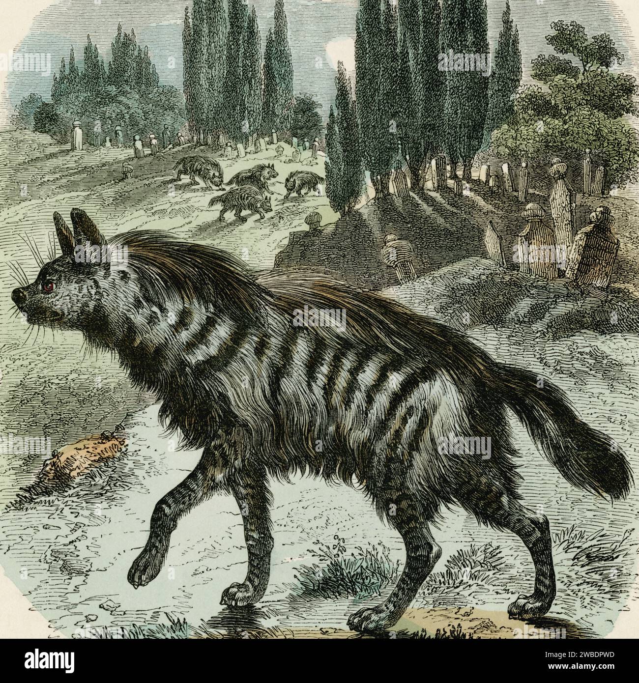 Forelegs are longer than hind legs hi-res stock photography and images ...