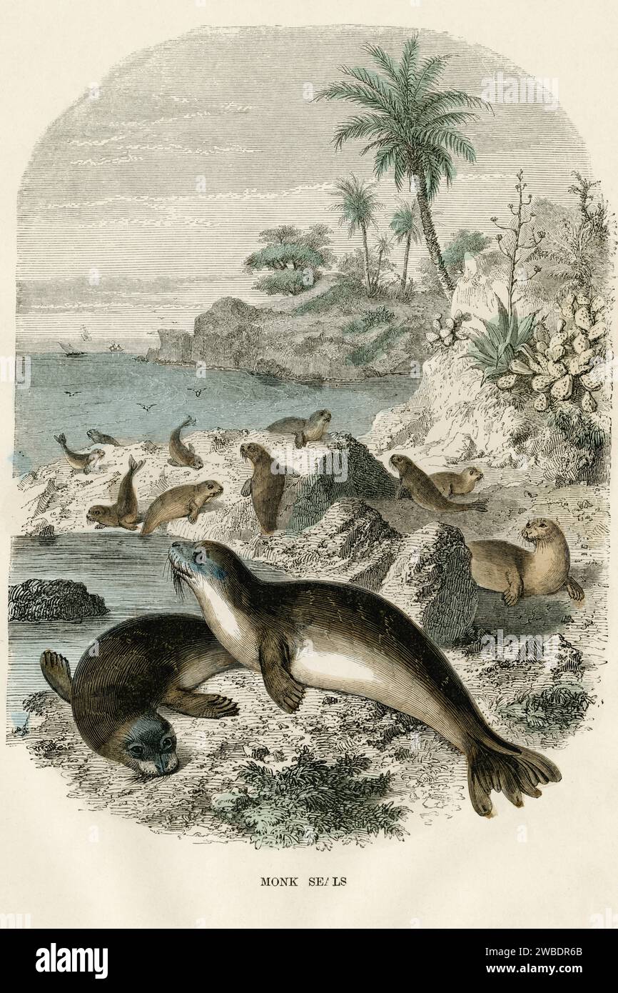 Monk seals. Coloured engraving from the 1866 edition of Cassell’s ...
