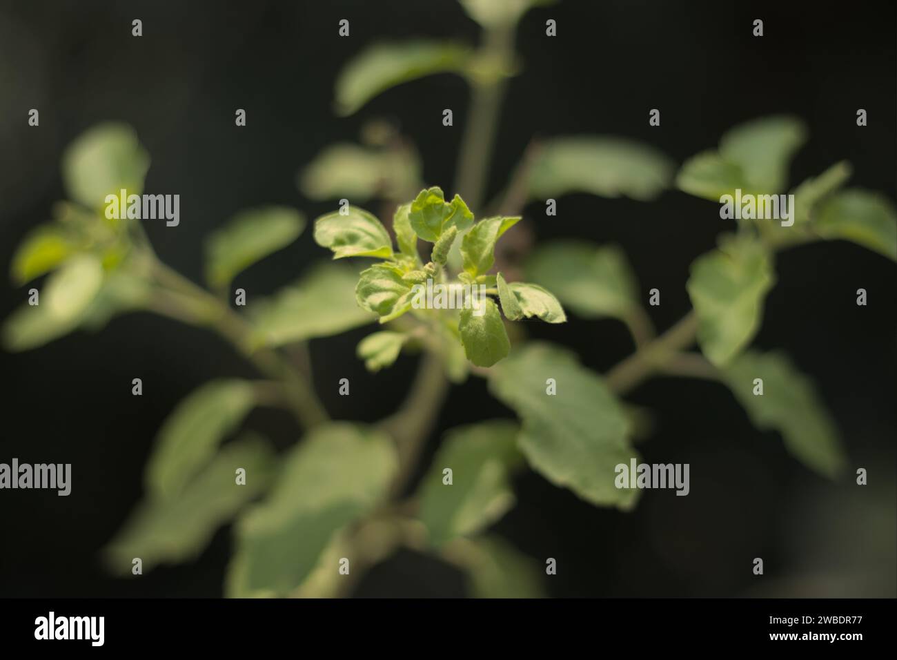 Tulsi plant hi-res stock photography and images - Alamy