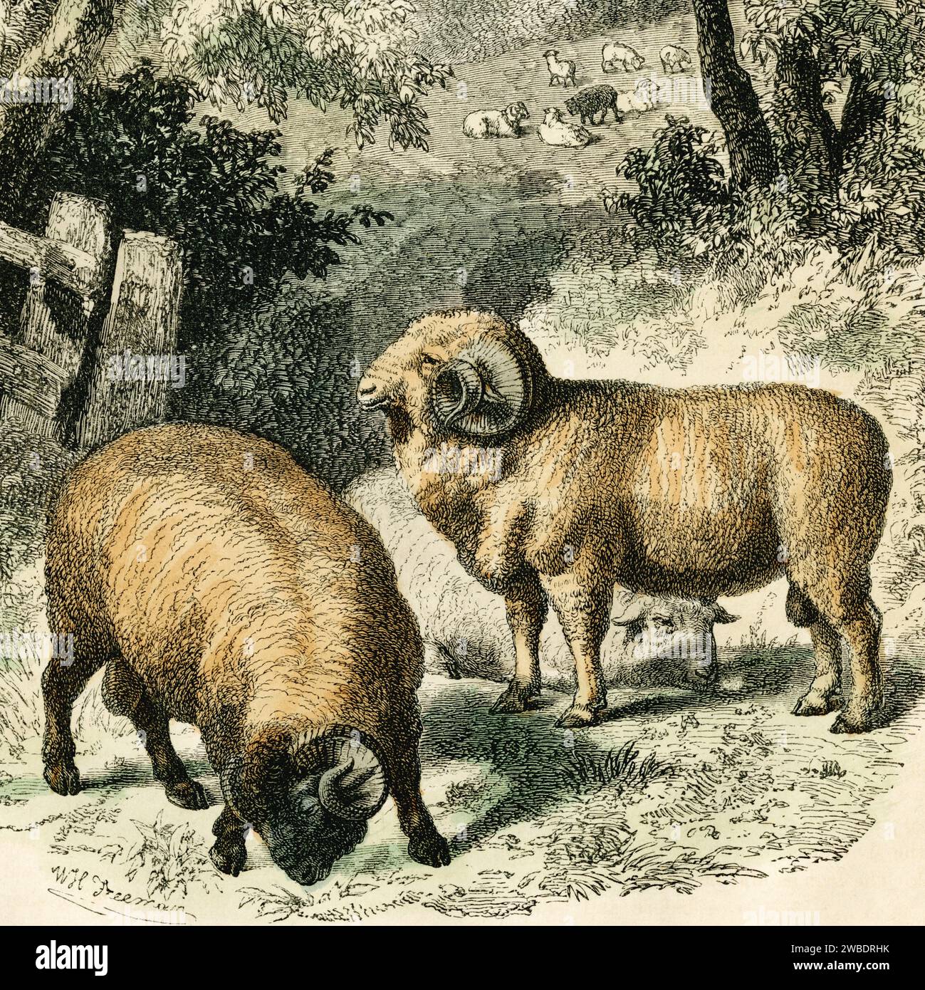 Merino sheep (rams) with magnificent spiral horns - ewes have straight ...