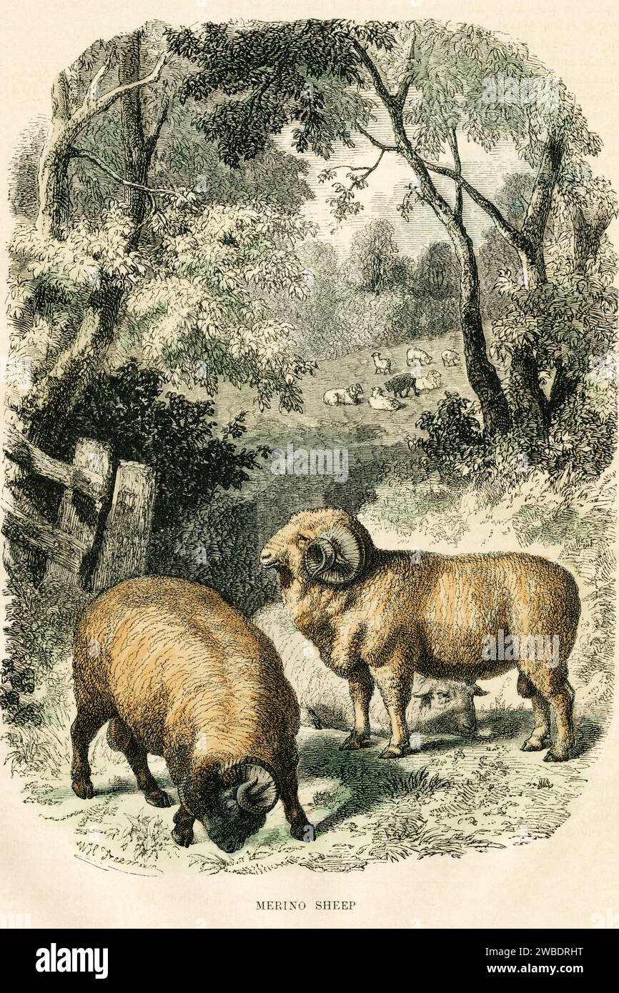 Merino sheep (rams) with magnificent spiral horns - ewes have straight ...